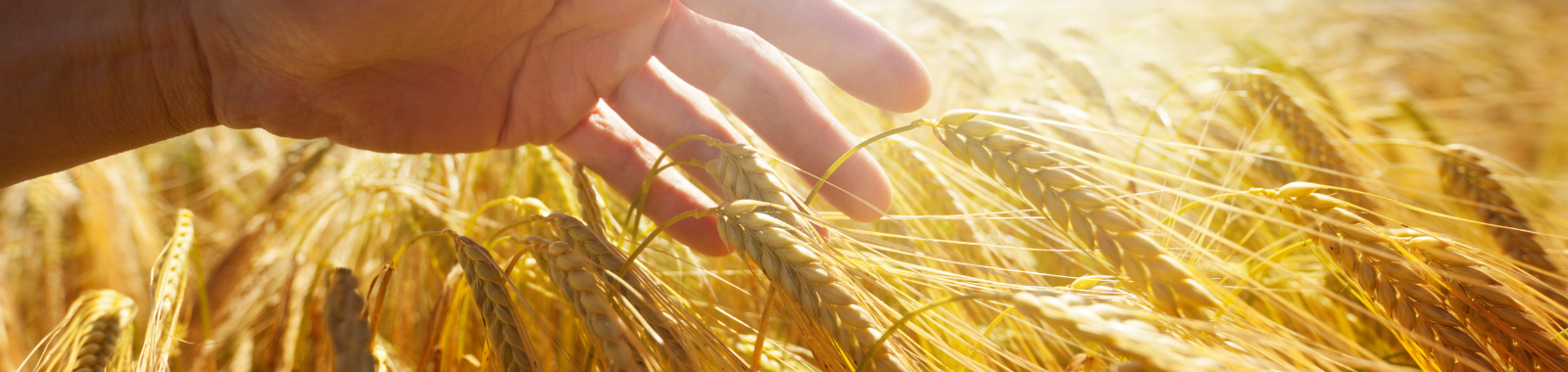 Food Assurance | IP TRUST (non-GMO)